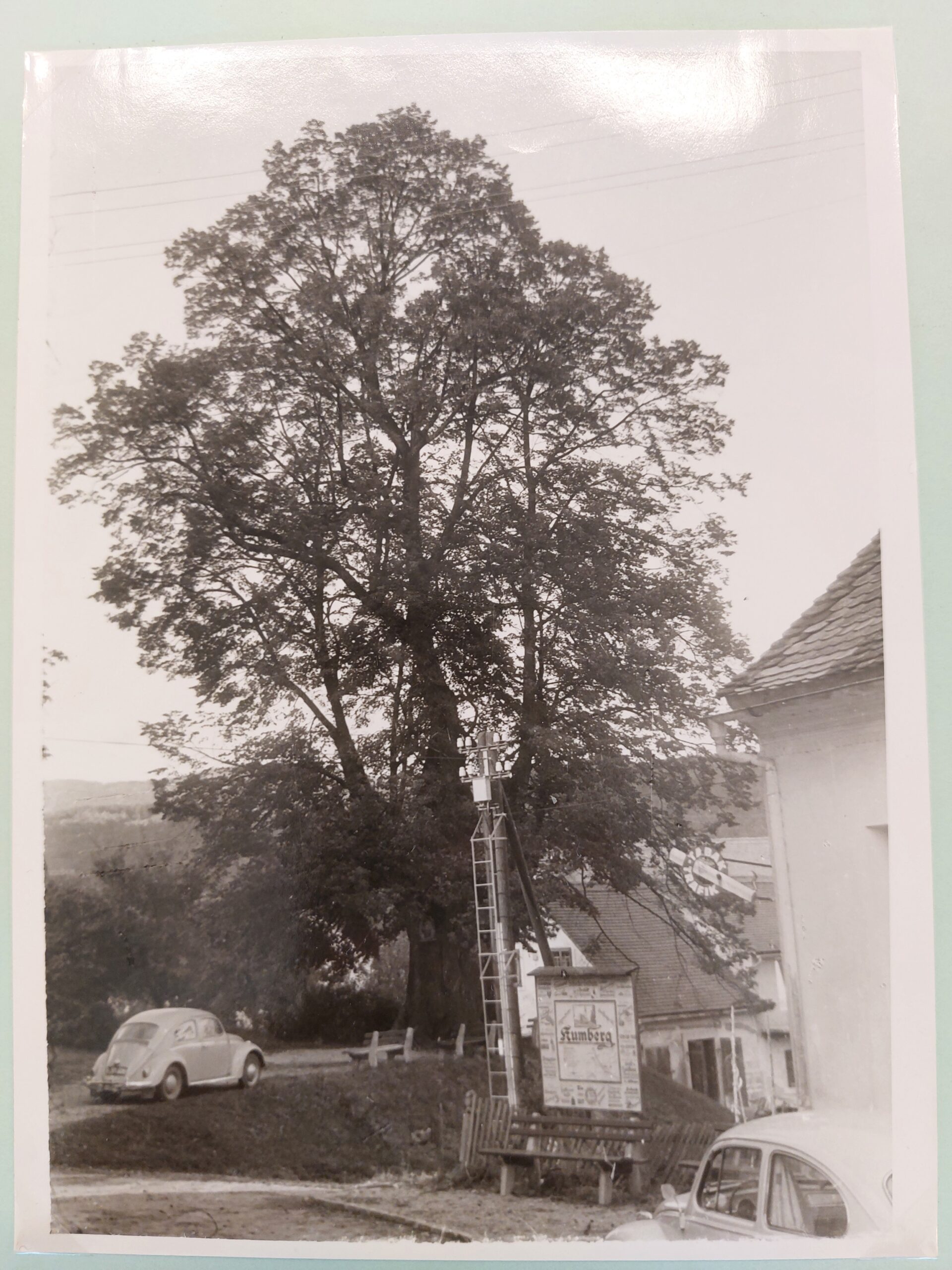 Sommerlinde Kumberg – Kumberg